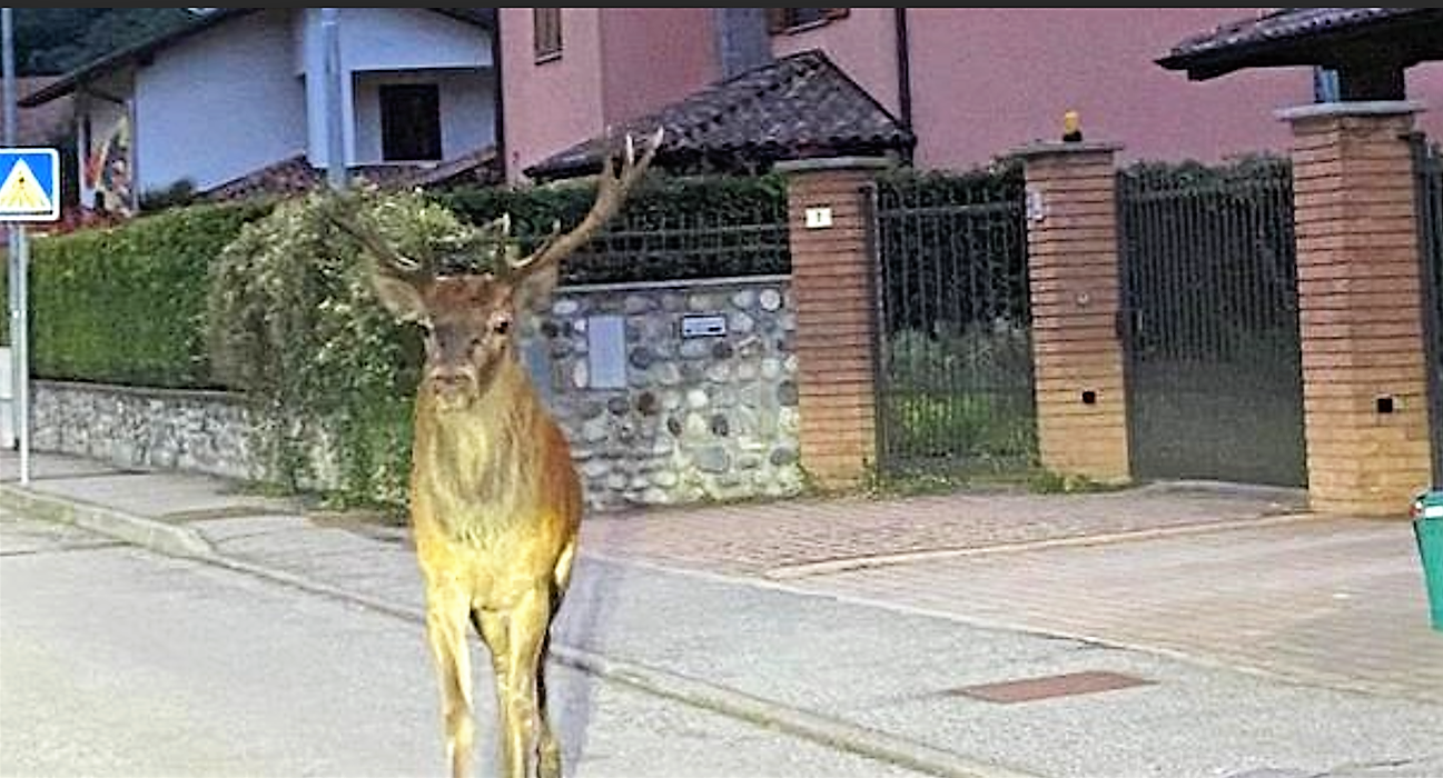 Il cervo di Azzio è diventato una star dei social. Nuovo avvistamento a ...