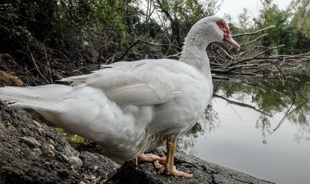 Samarate: alla ricerca dell'oca smarrita per le strade di San Macario ...