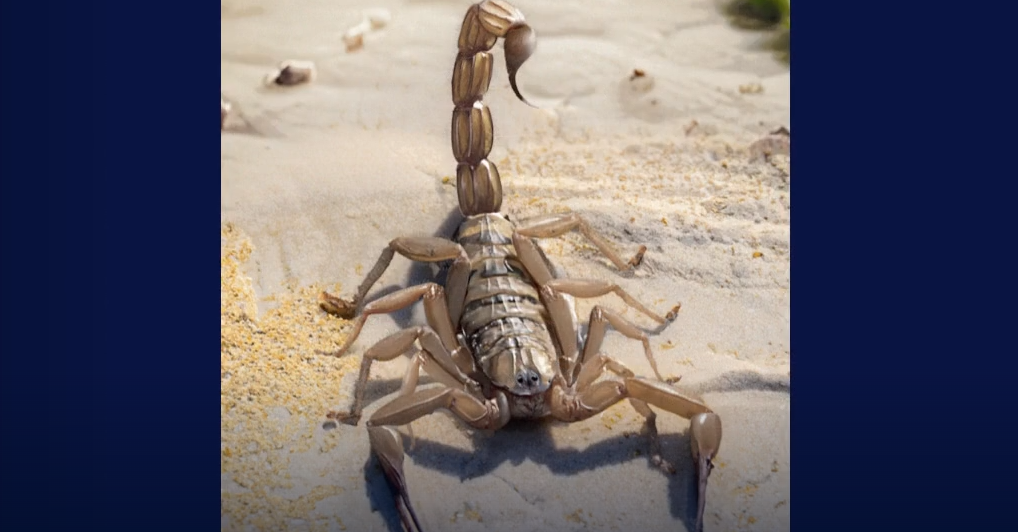 Fossili, il giacimento di Besano regala un'altra scoperta: uno ...