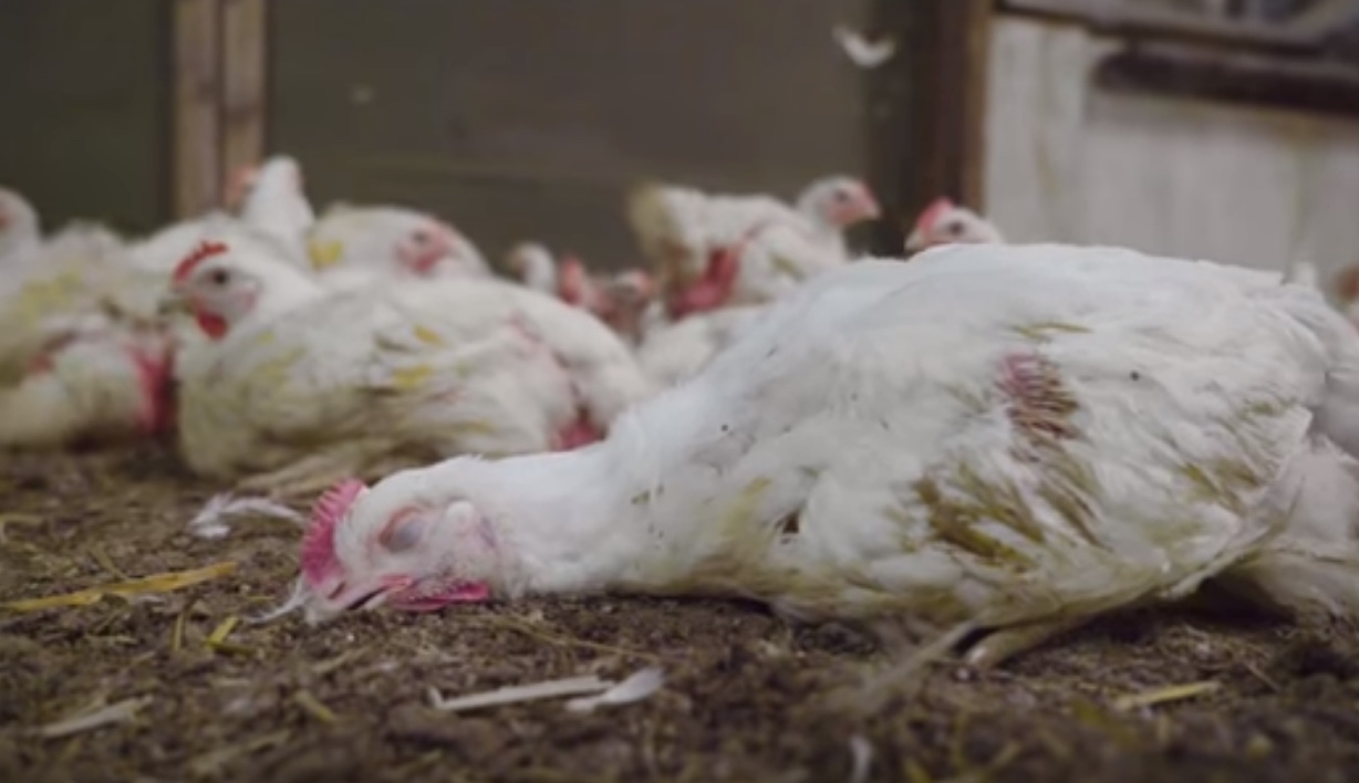 La triste verità dietro il pollo da supermercato: viaggio nel mondo ...