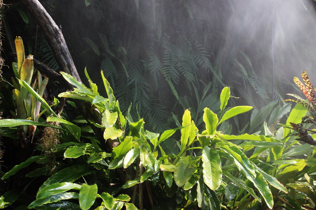 Primavera esotica a Comerio: la mostra che celebra la flora tropicale ...