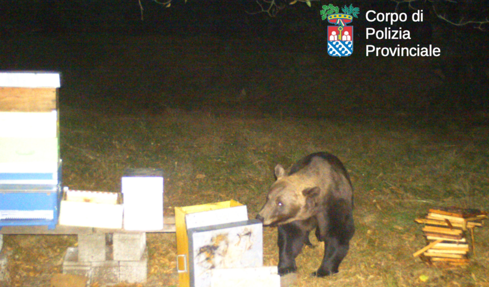 I cuccioli dell’orsa soppressa dopo l’aggressione a un motociclista ...
