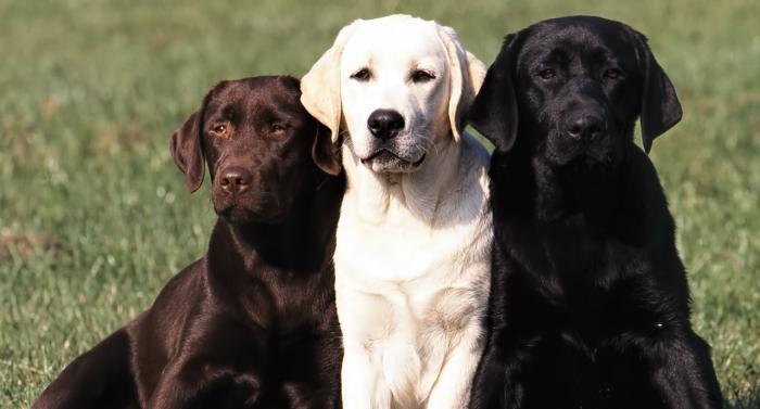 Bumper e Peanut, i cani che fiutano il Parkinson: scoperta la loro ...