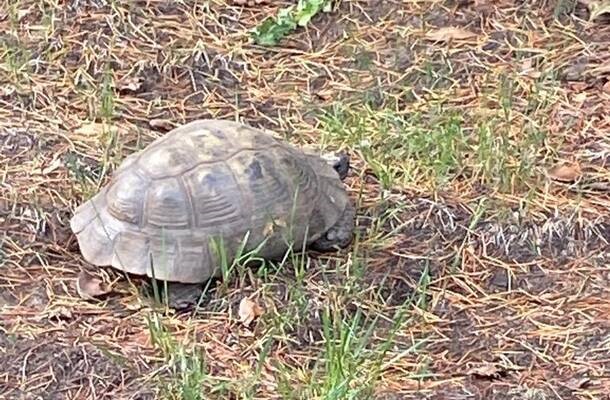 Montello, appello per la tartaruga Cleo scomparsa da un giardino - La ...