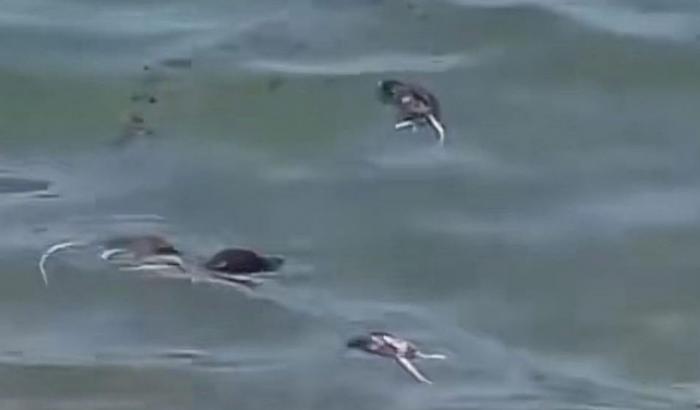 Lago di Varese, sulle rive affiorano topi e detriti: immagini choc dopo ...